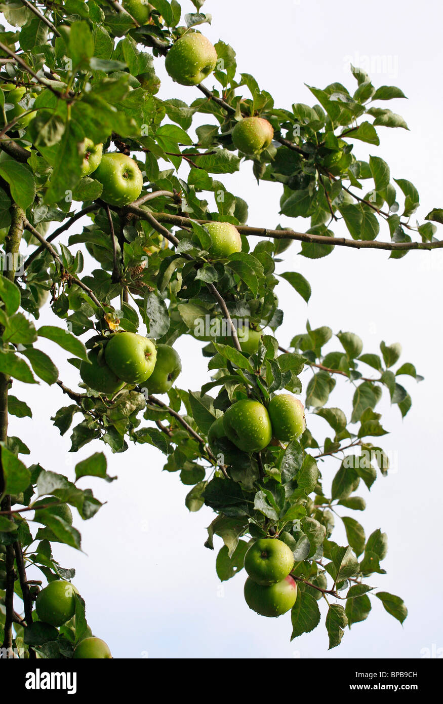 Laden apple tree hi-res stock photography and images - Alamy