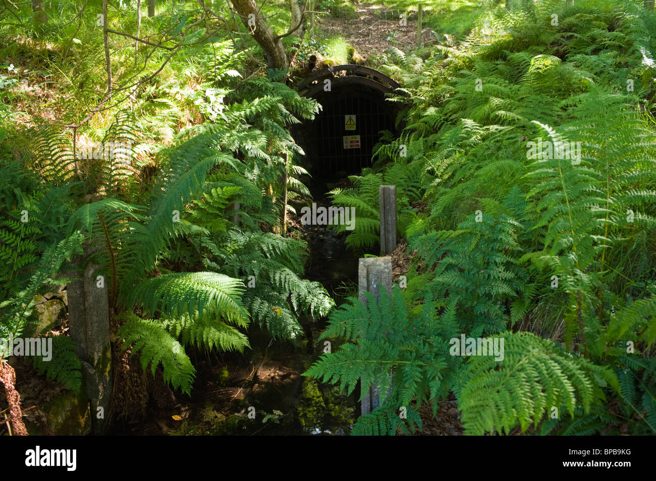 Overgrown entrance to abandoned coal mine at Troedrhiwgwair Blaenau ...