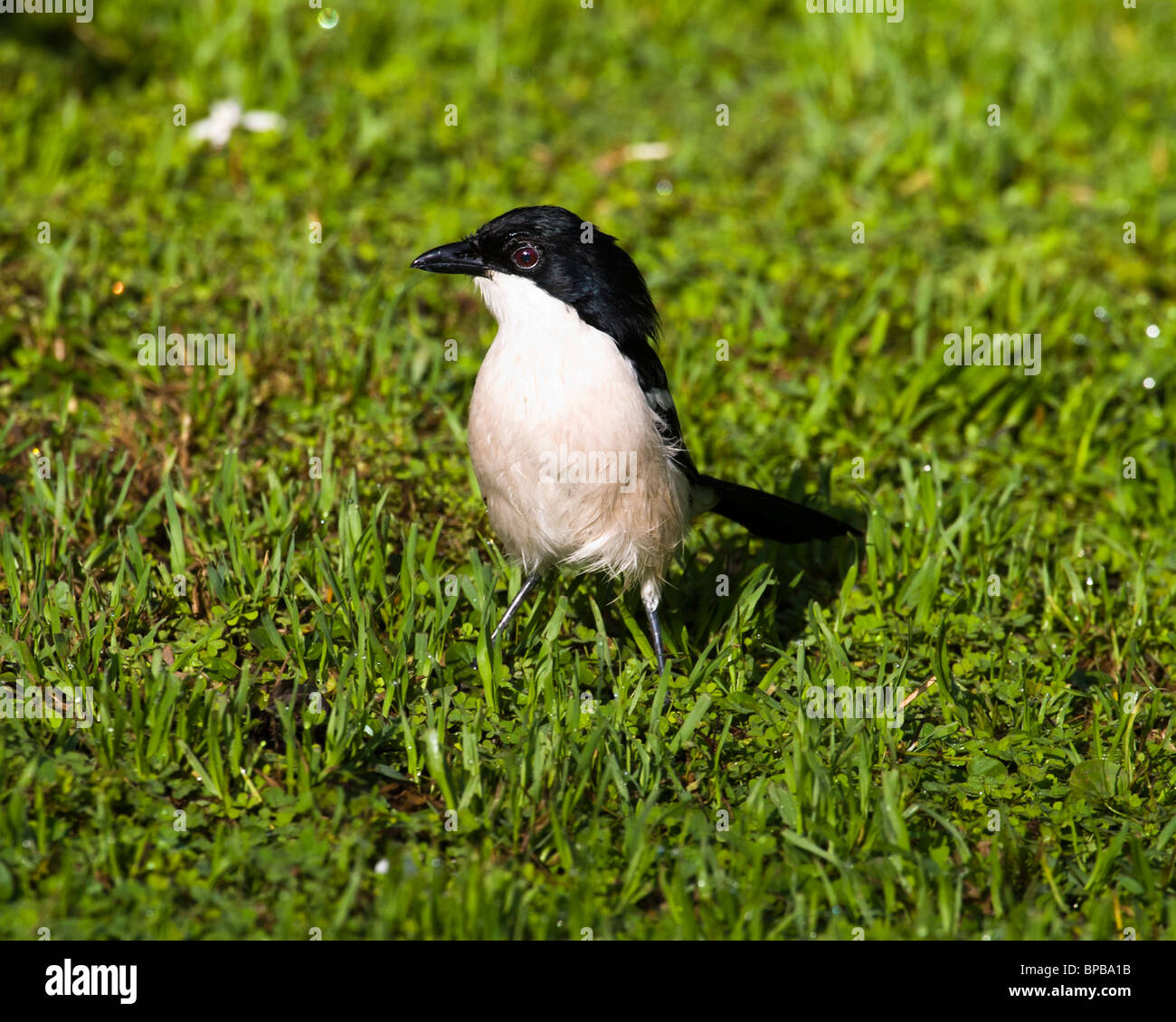 Male common fiscal hi-res stock photography and images - Alamy