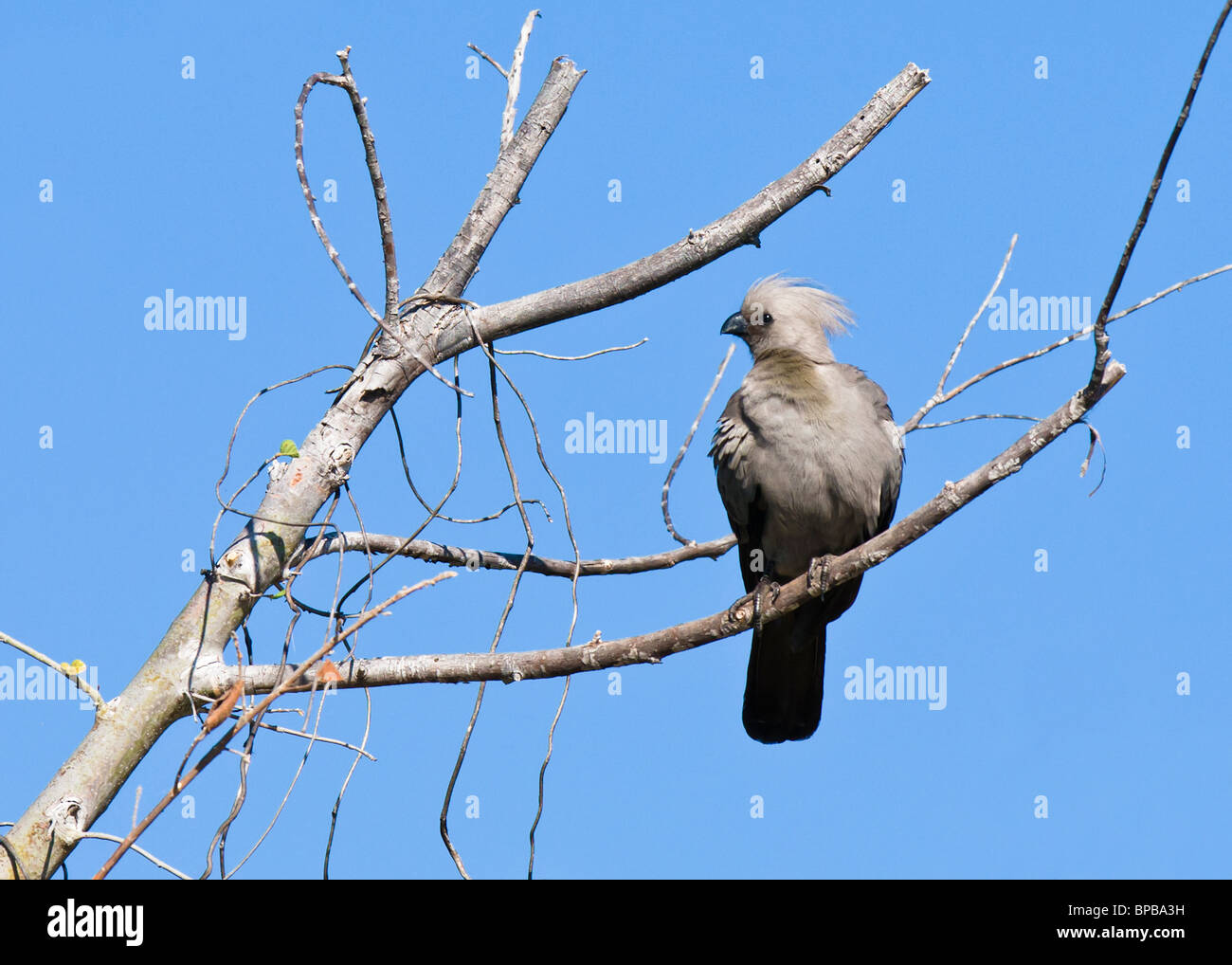Grey Lourie or Go-Away Bird (Corythaixoides concolor), Botswana, June ...