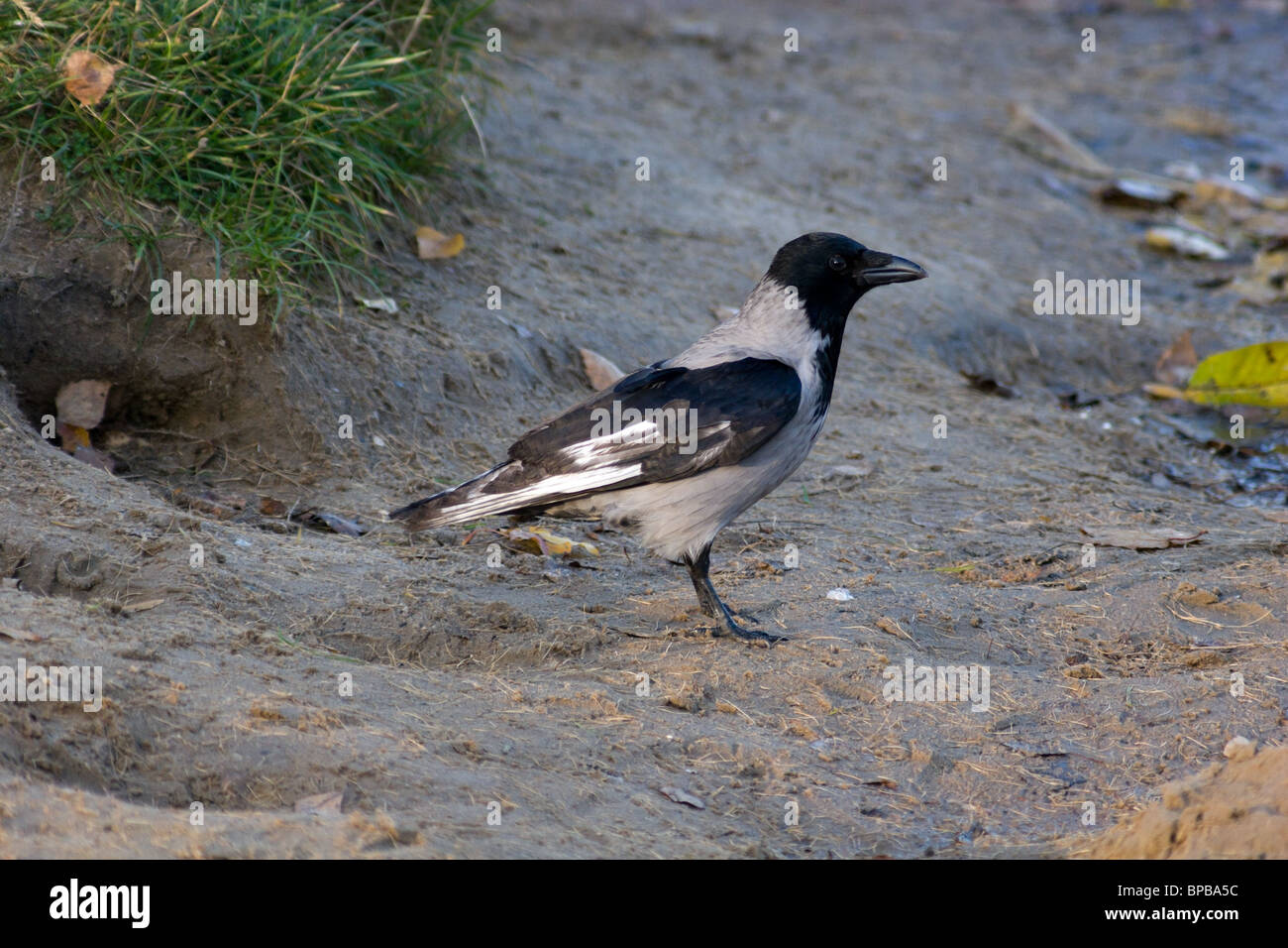 The crow in a natural habitat. Wildlife Photography Stock Photo - Alamy