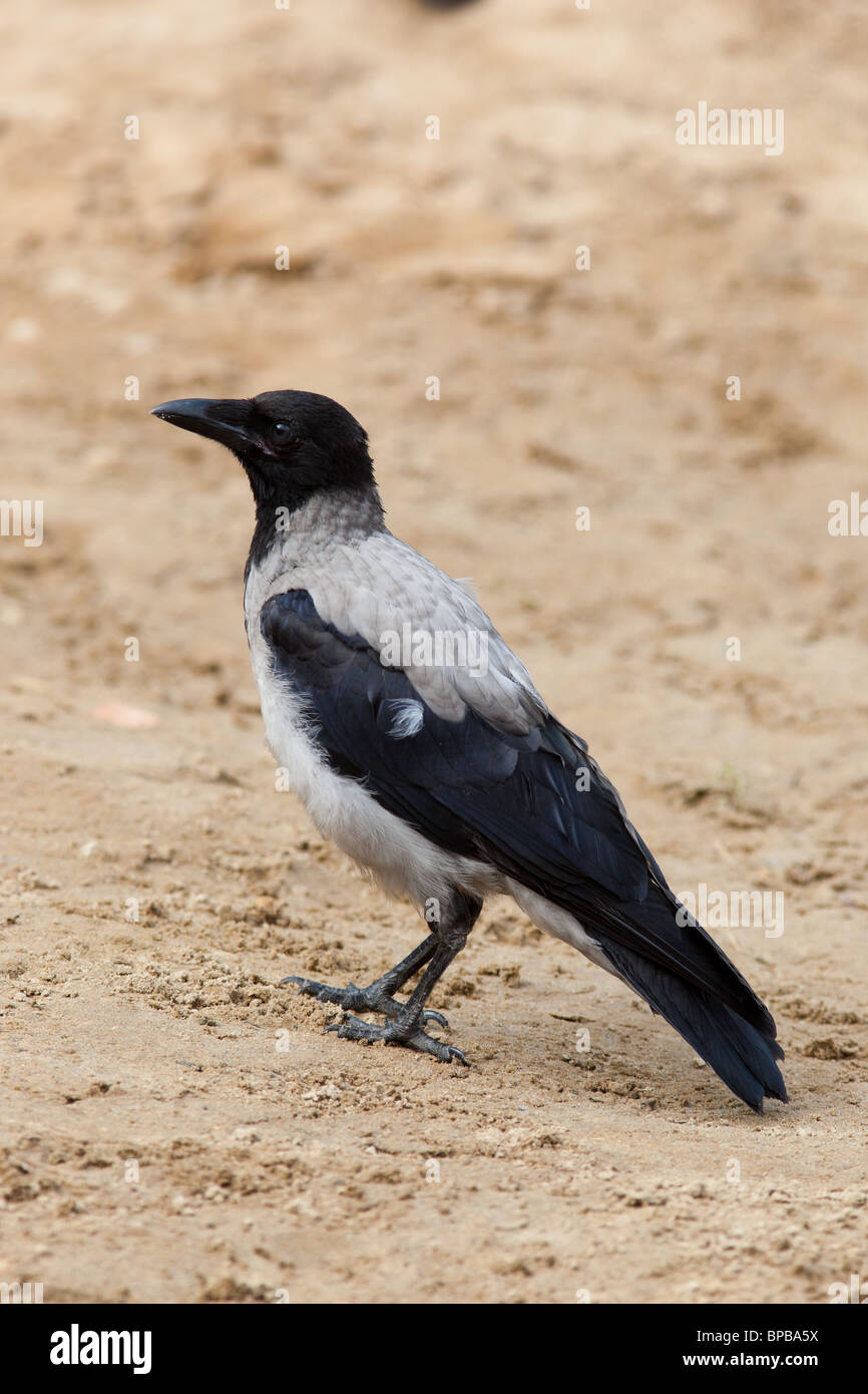 A newly fledged chick (fledgeling) in the nature Stock Photo - Alamy
