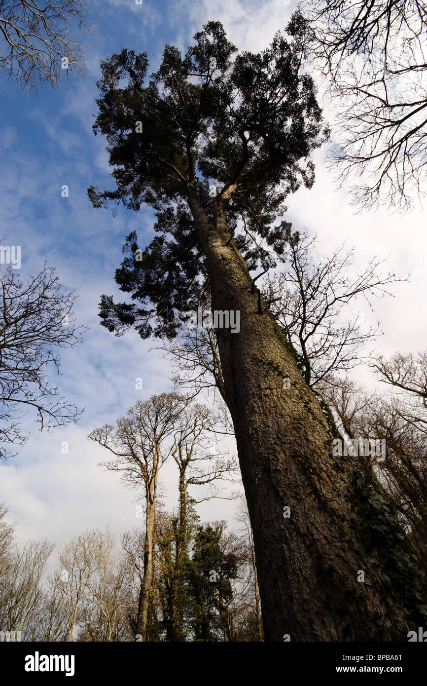 Sloping leaves hi-res stock photography and images - Alamy