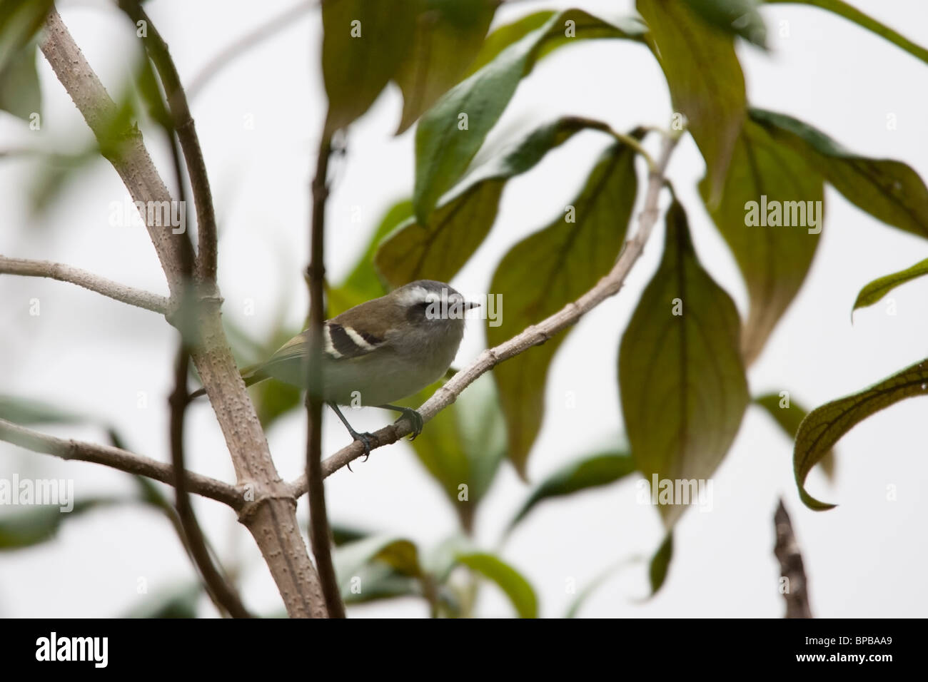White-banded Tyrannulet (Mecocerculus stictopterus stictopterus Stock ...