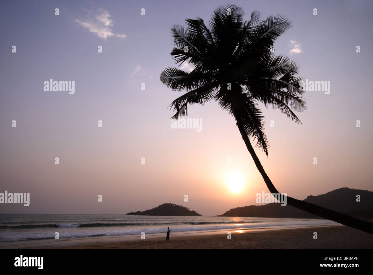 palm on palolem Stock Photo - Alamy