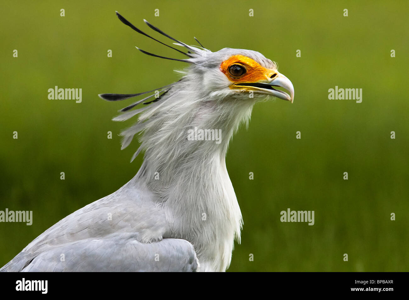Secretary Bird (Sagittarius serpentarius), Raptor Centre, UK, May 2007 ...