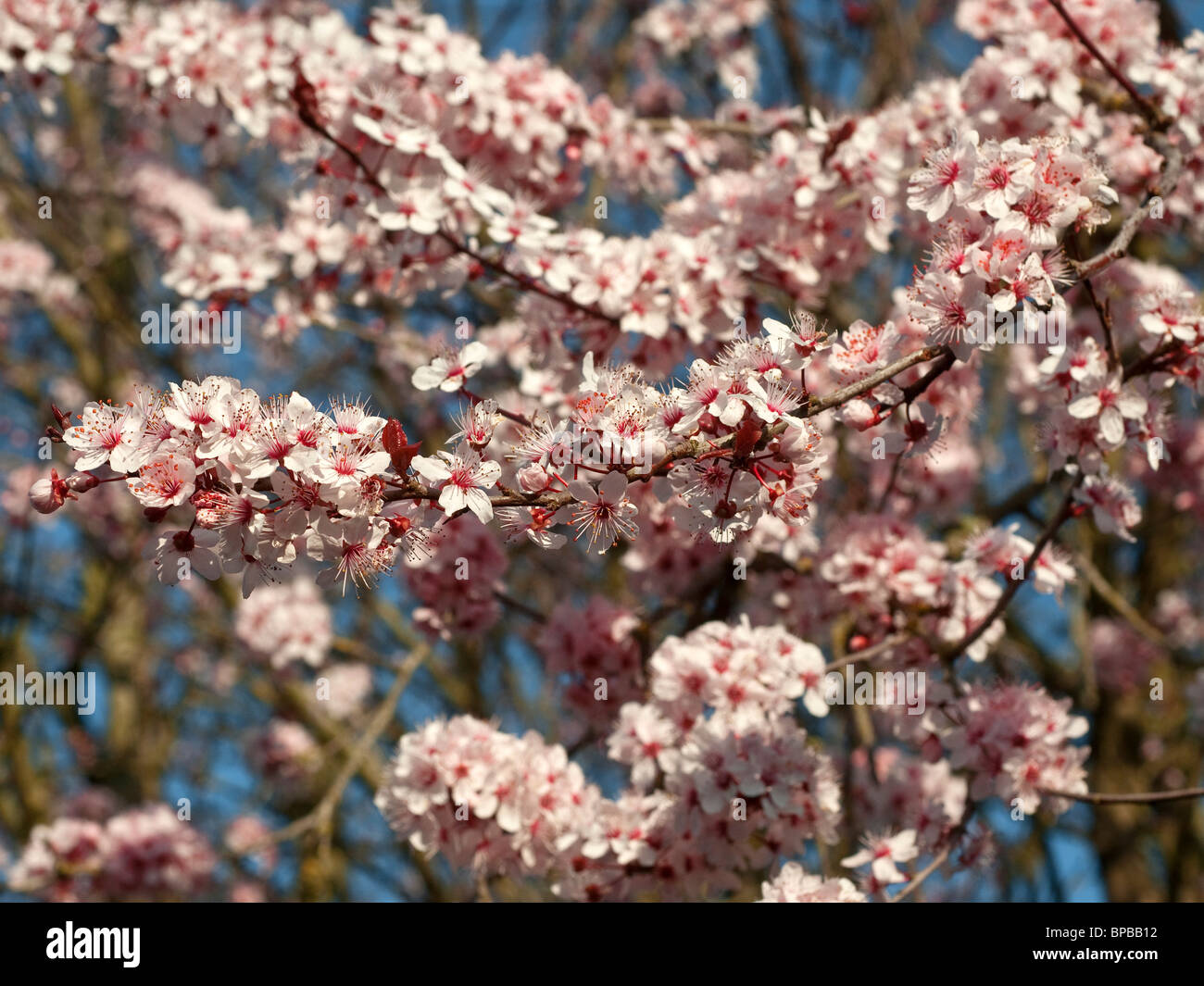 Flowering tree and france hi-res stock photography and images - Alamy