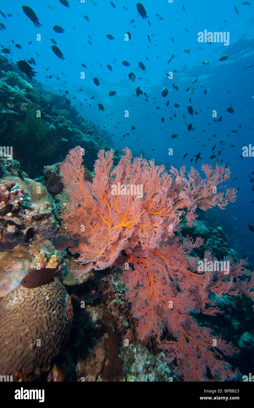 Bright pink sea fan on a tropical coral reef off Bunaken Island in ...