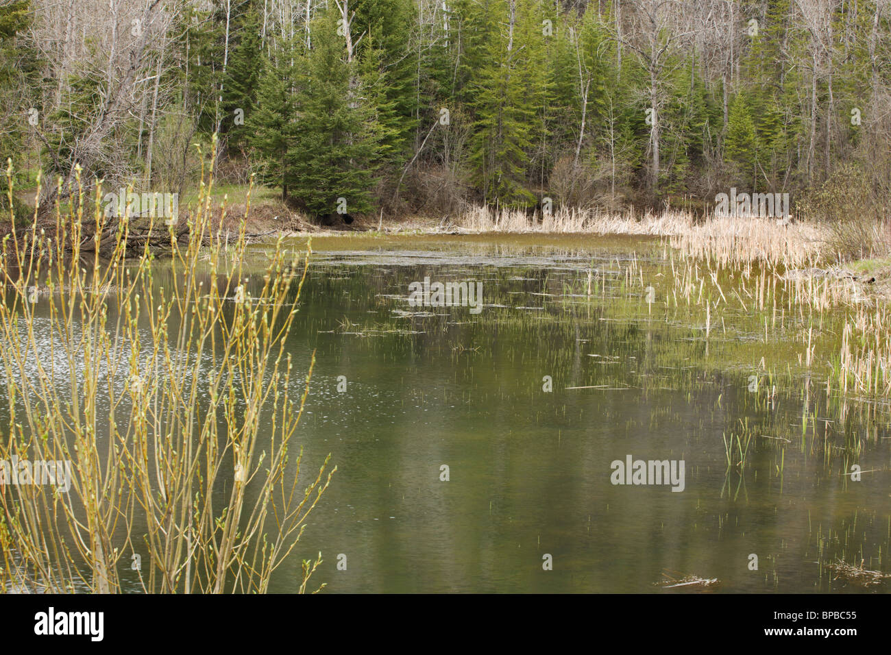 thunder bay, ontario, canada; bulrushes surrounding a pond Stock Photo ...