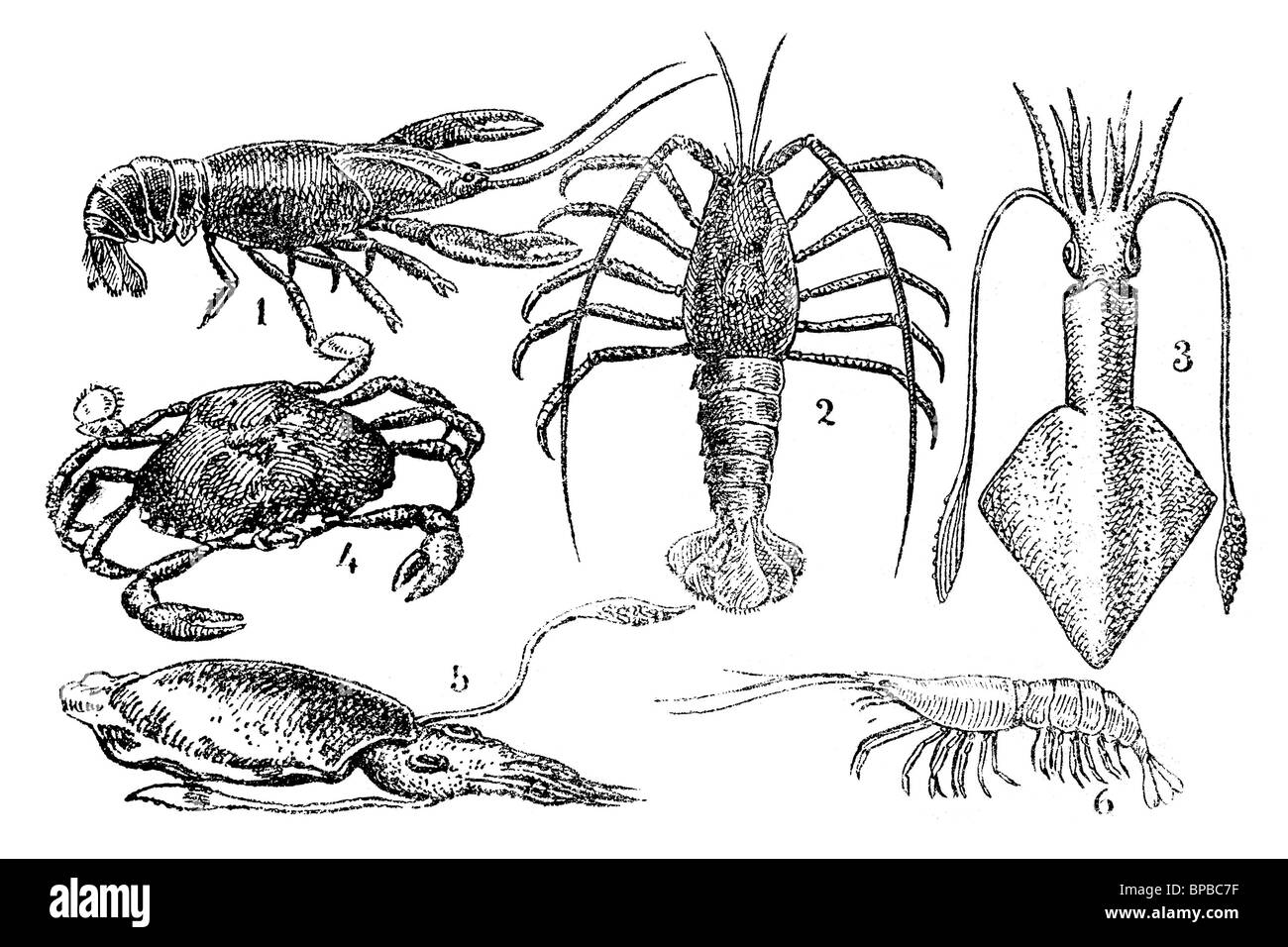 Shellfish. Antique illustration. 1900 Stock Photo - Alamy