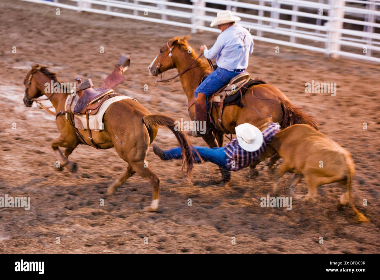 Cowboys riding in the steer wrestling event, Chaffee County Fair ...