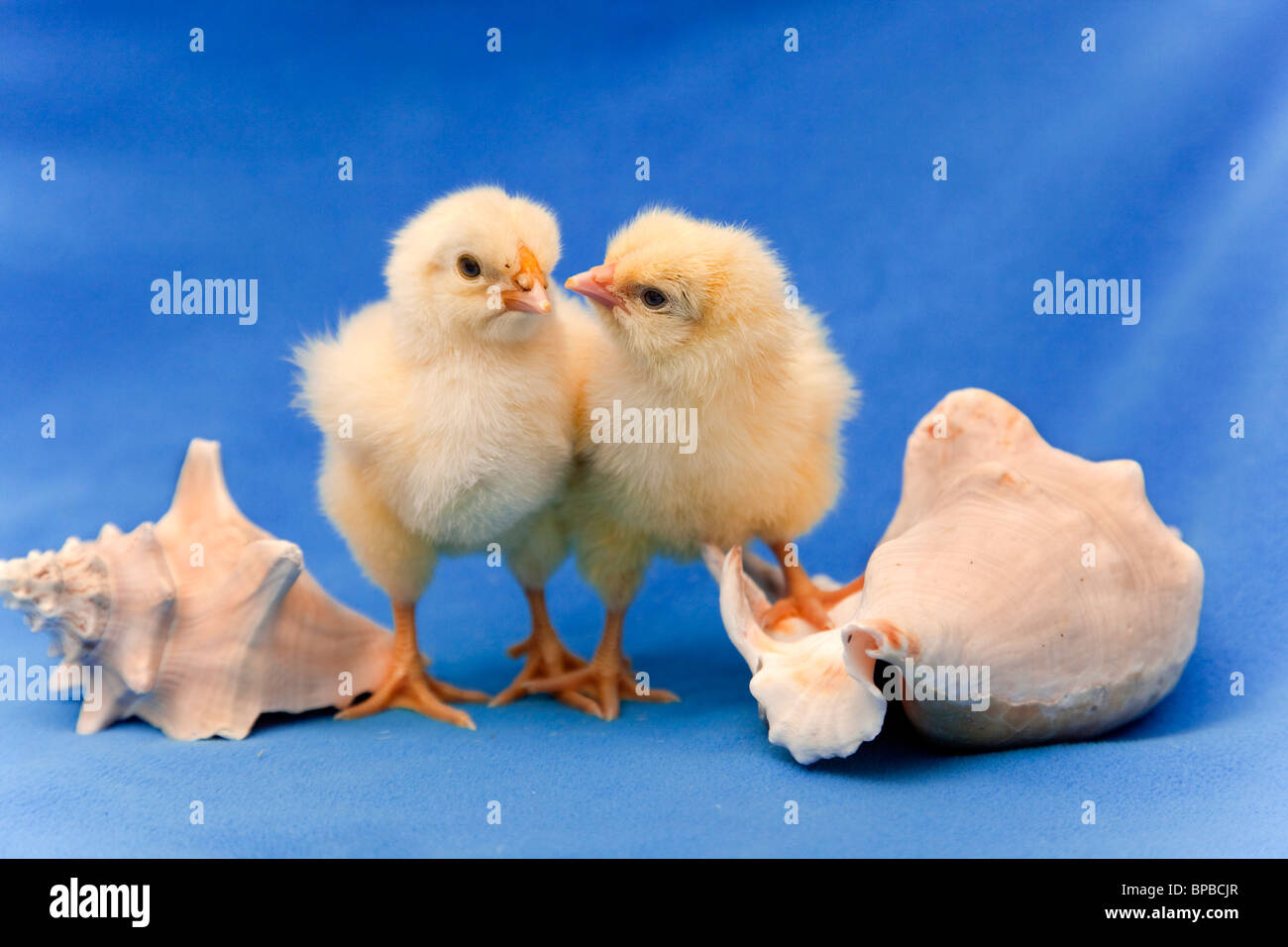 Two young chicks Stock Photo - Alamy