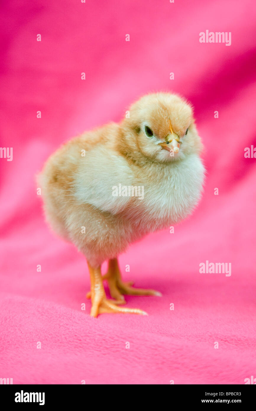 Yellow young chick hi-res stock photography and images - Alamy