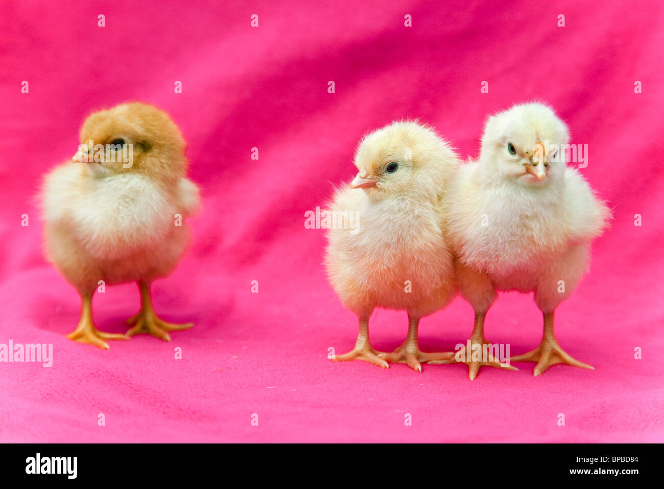 Three young Chicks Stock Photo - Alamy