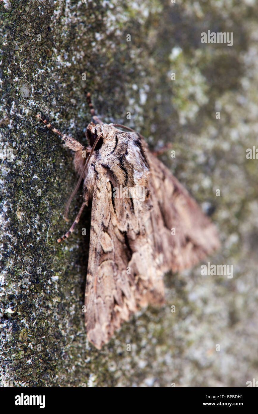 Dark arches moth hi-res stock photography and images - Alamy