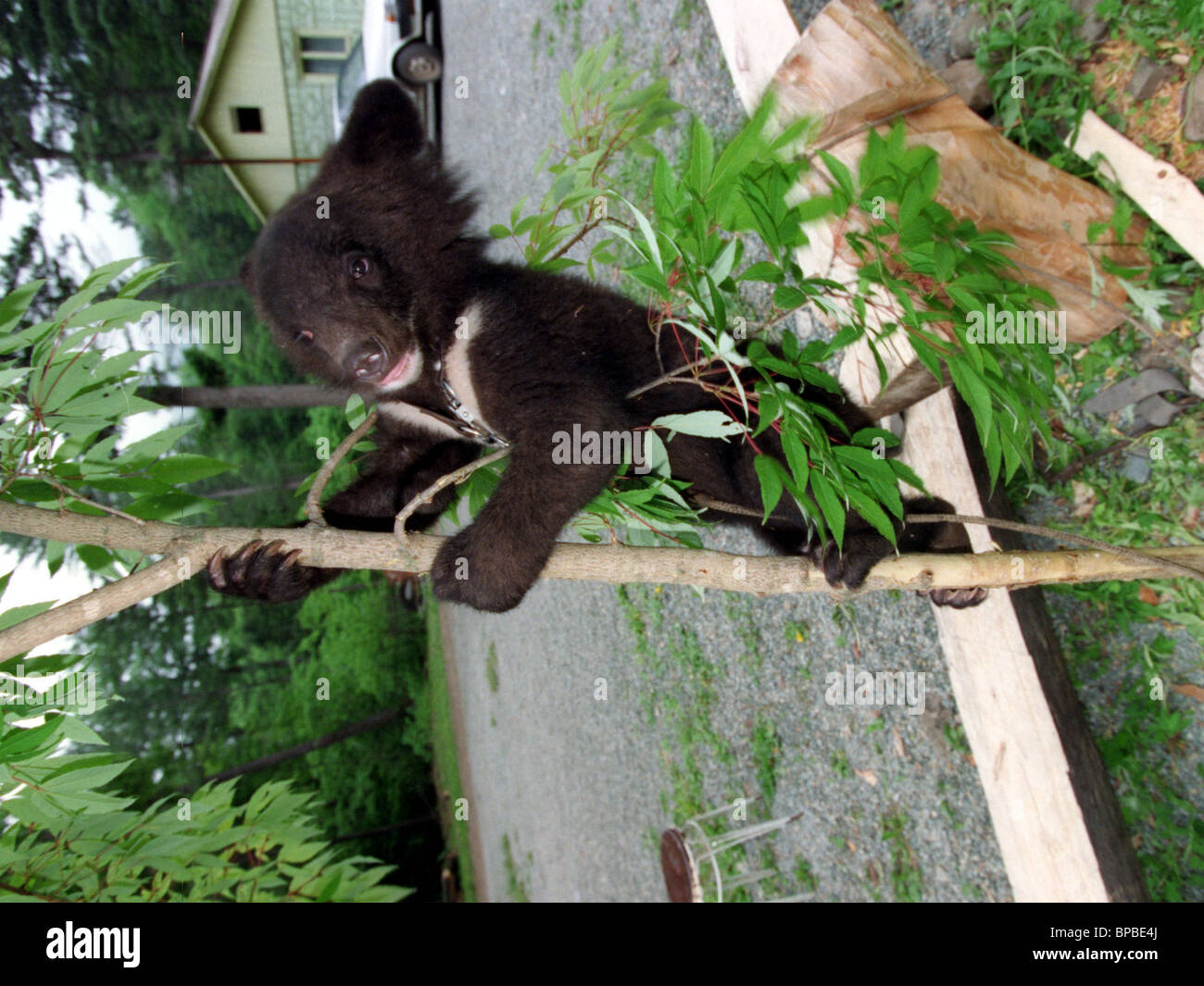 Masha And Bear High Resolution Stock Photography and Images - Alamy