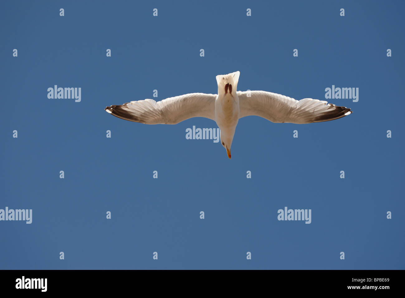 Sunny sky and seagull hi-res stock photography and images - Alamy