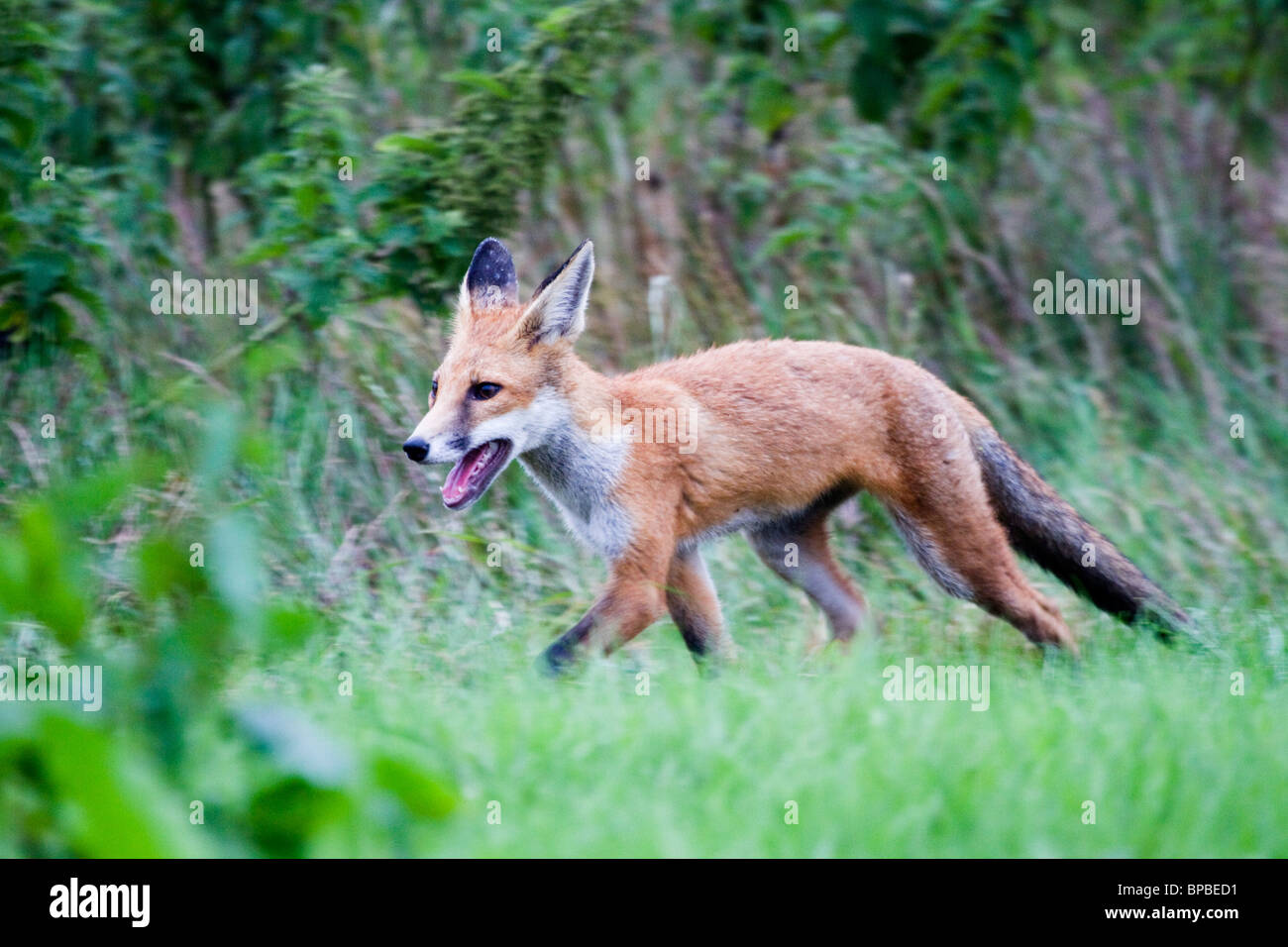 Fox Cub; Vulpes vulpes; male Stock Photo - Alamy