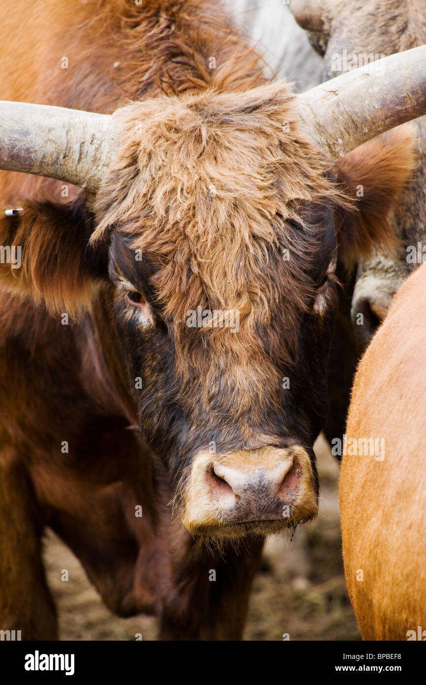 Bulls await the bull riding event, Chaffee County Fair & Rodeo Stock ...