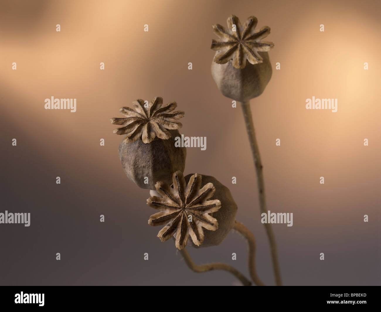Dried poppy flowers hi-res stock photography and images - Alamy