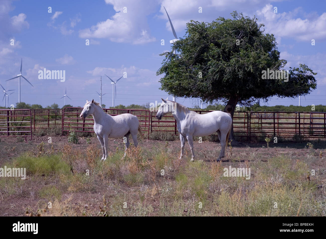 Wind horses hi-res stock photography and images - Alamy