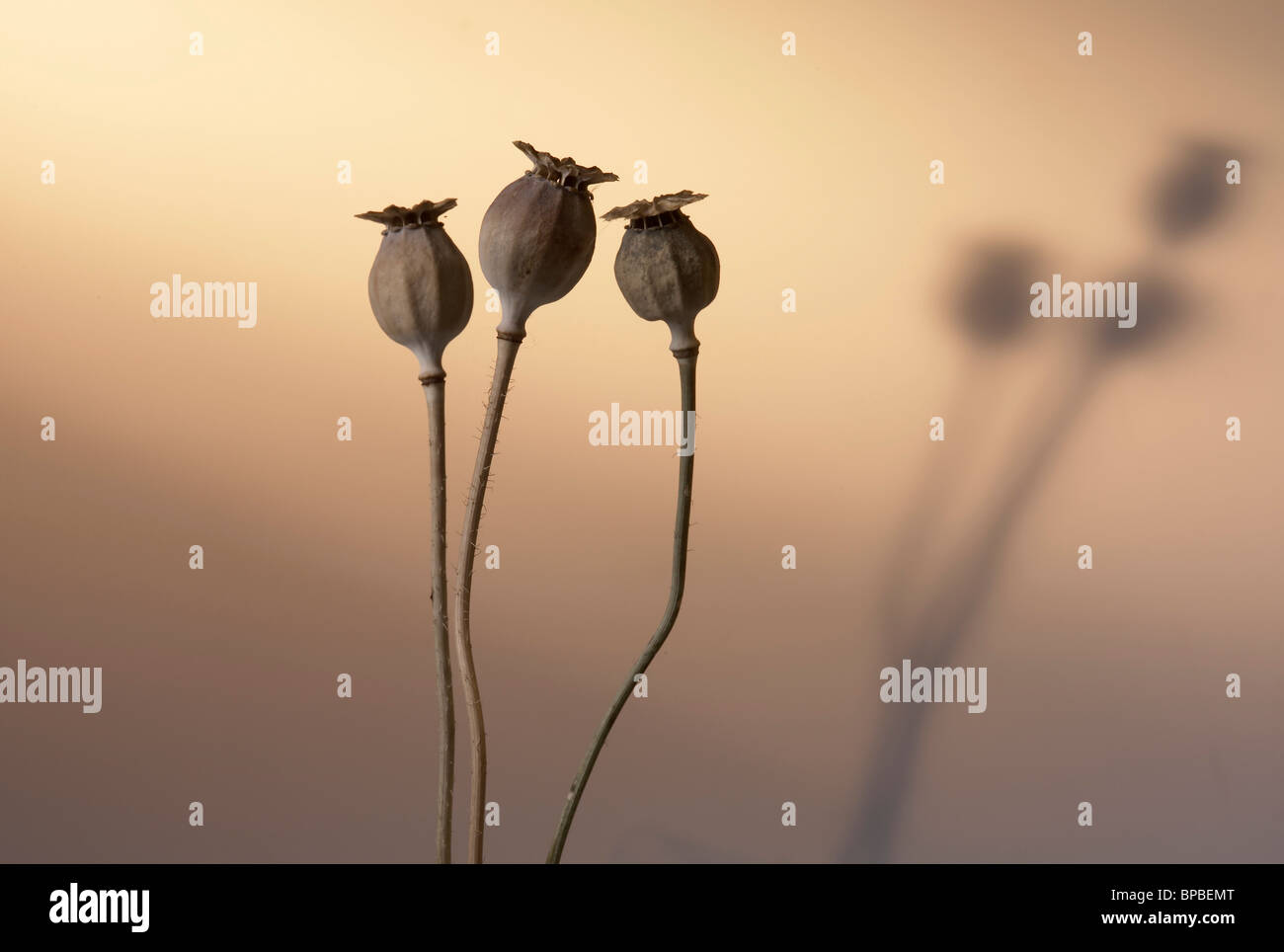 Dried poppy flowers hi-res stock photography and images - Alamy