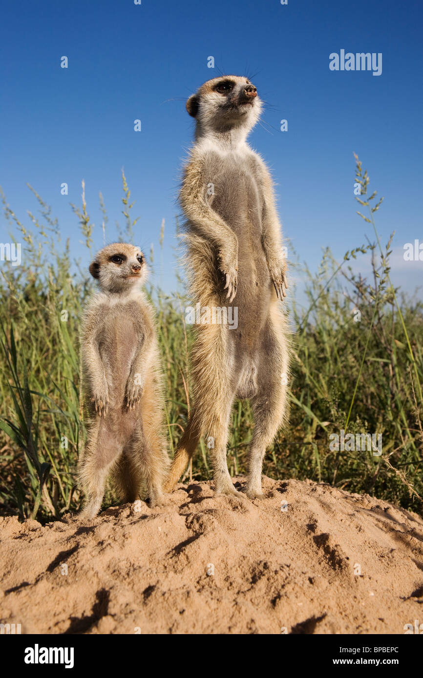 Kalahari meerkat project hi-res stock photography and images - Alamy