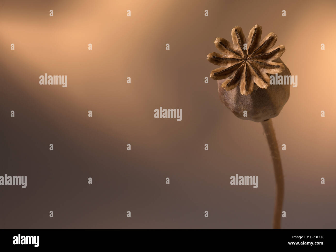 Poppies Dried High Resolution Stock Photography and Images - Alamy