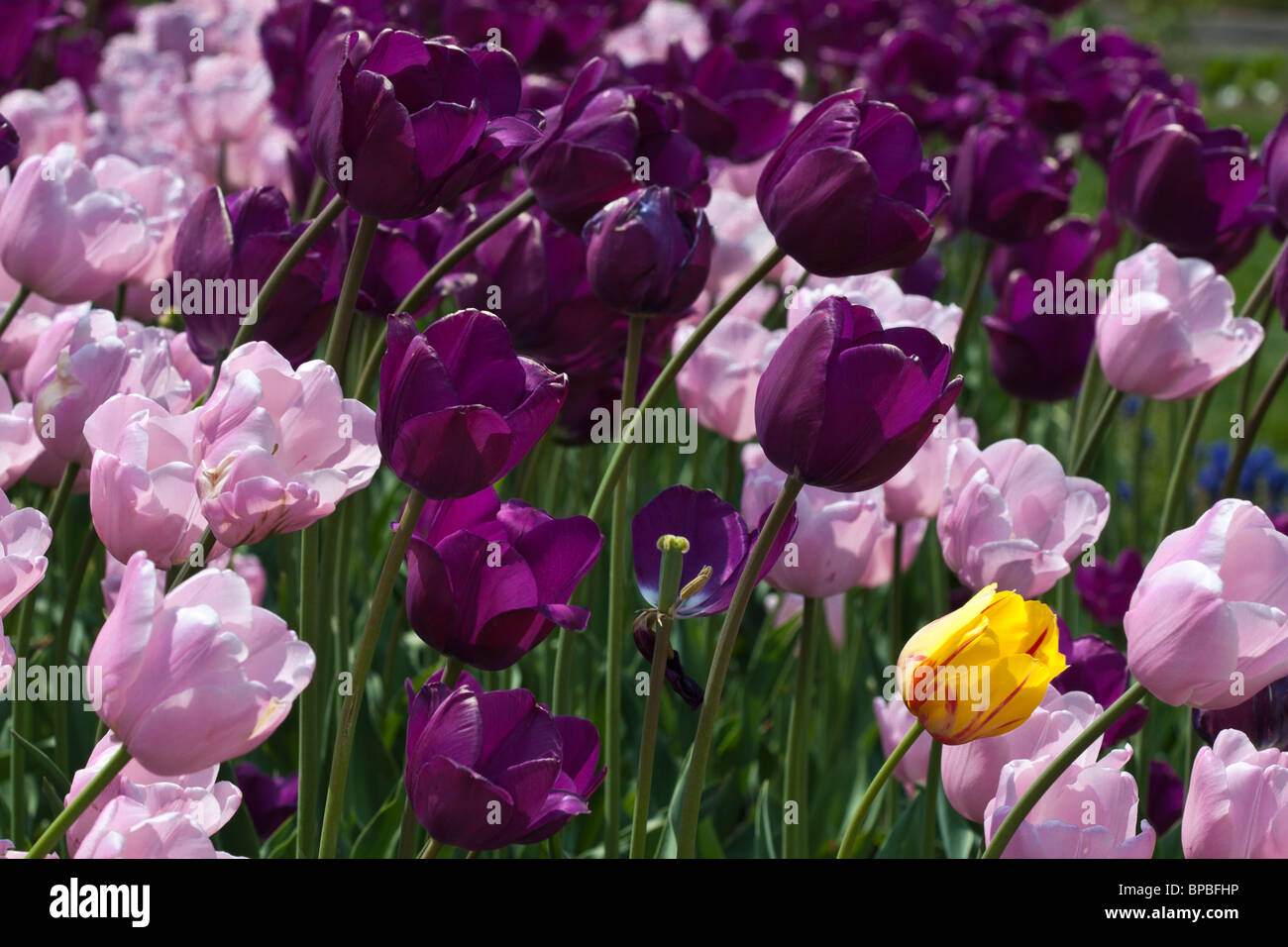 Tulip Time Festival Dutch Holland Michigan in USA US purple tulips ...