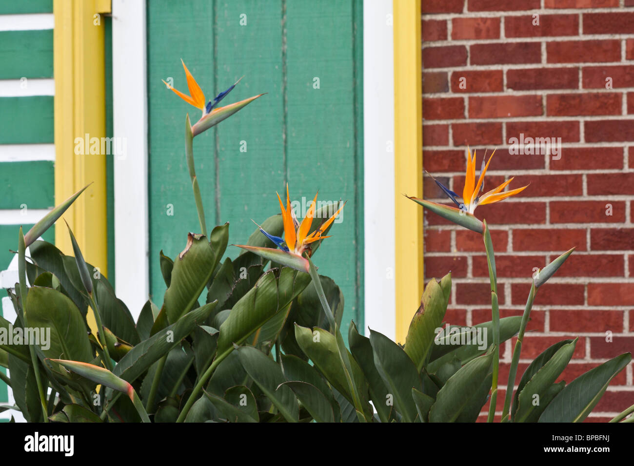 Crane bird hi hi-res stock photography and images - Alamy