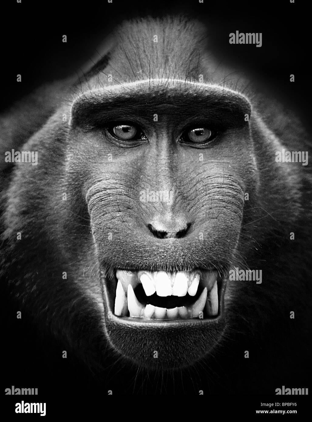Macaque teeth Black and White Stock Photos & Images - Alamy