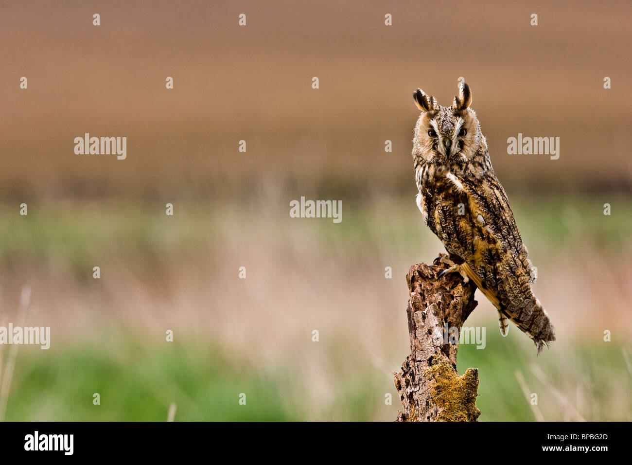 Eagle Owl hunting bred in captivity in the Bird of Prey centre ...