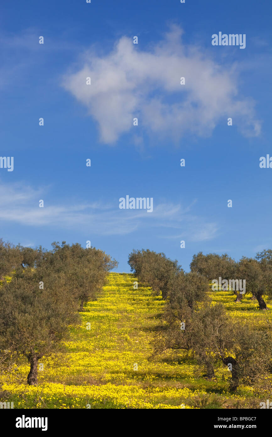 malaga, andalusia, spain; wildflowers amongst olive groves Stock Photo - Alamy
