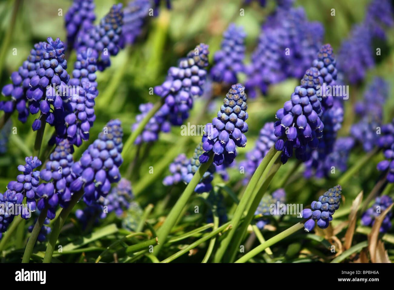 Hyacinth detail hi-res stock photography and images - Alamy
