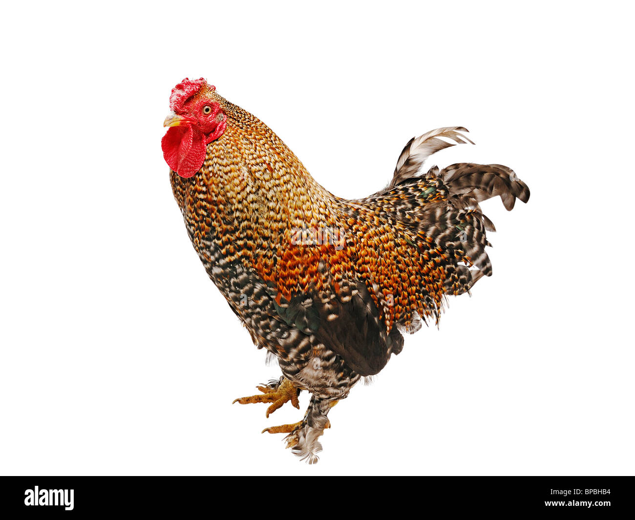 Bantam Cut Out. Crele Bantam Cockerel on a White Background Stock Photo ...