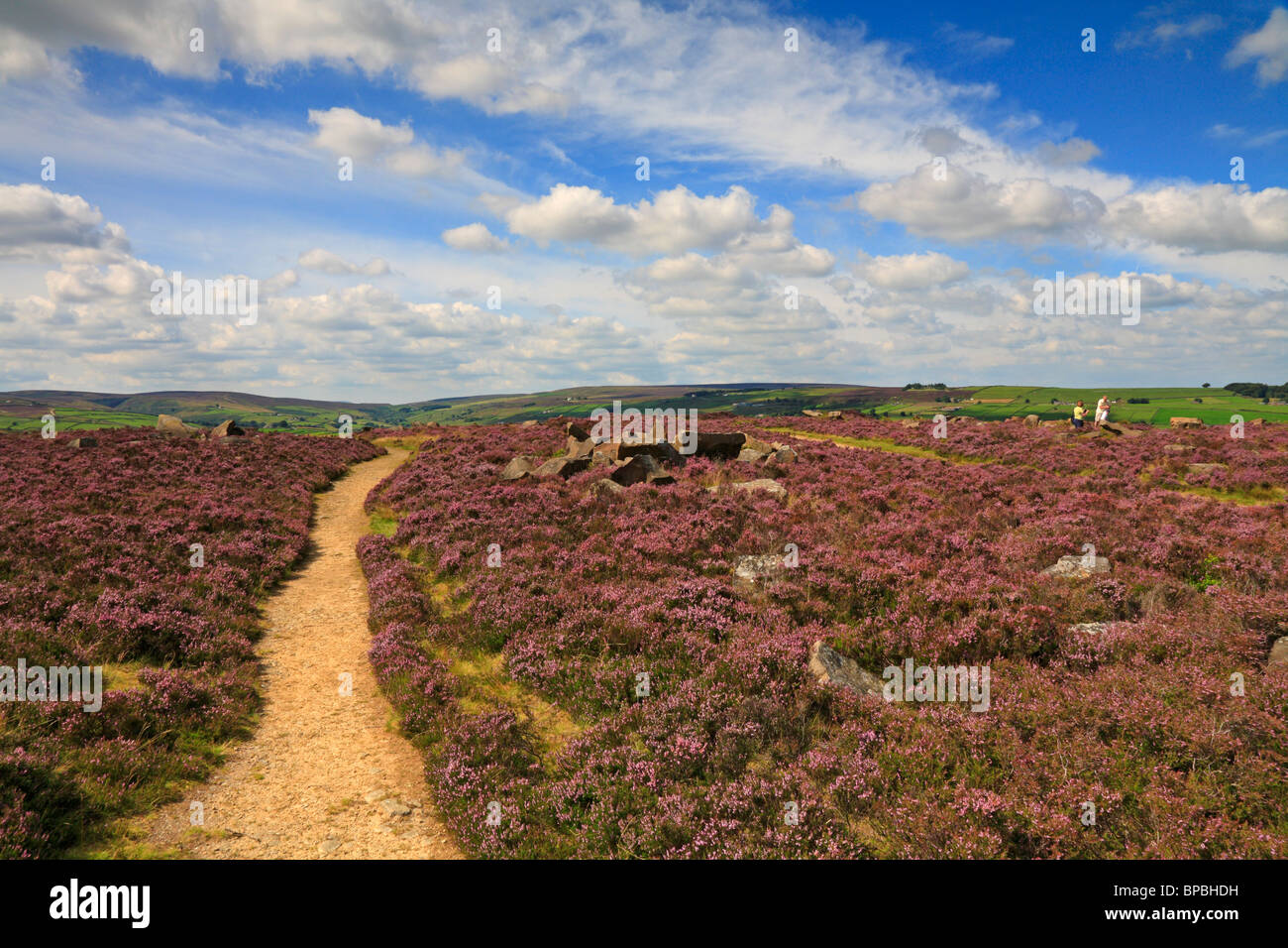 Path through heather on Penistone Hill Country Park, Haworth, West ...