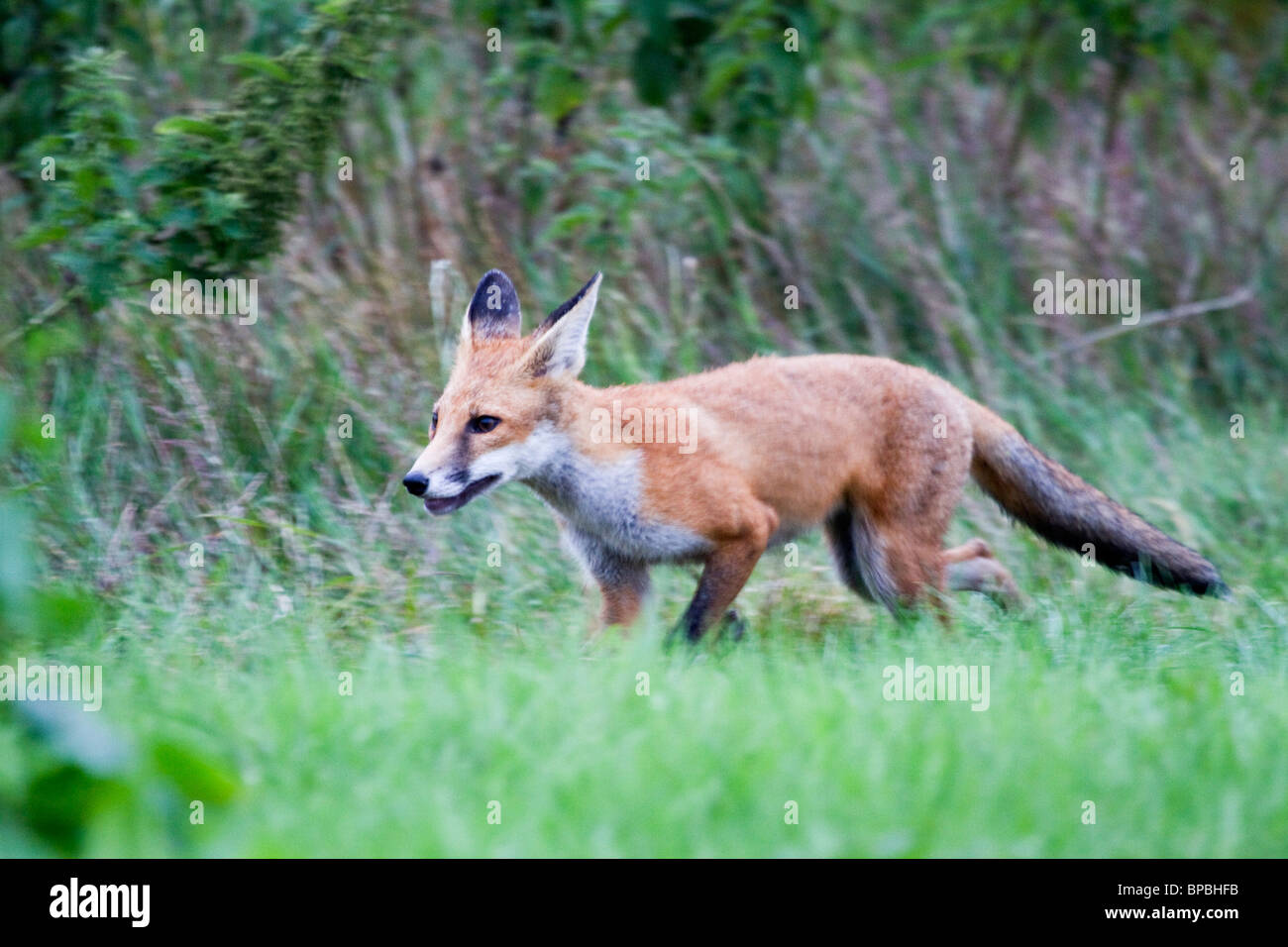Fox running hi-res stock photography and images - Alamy