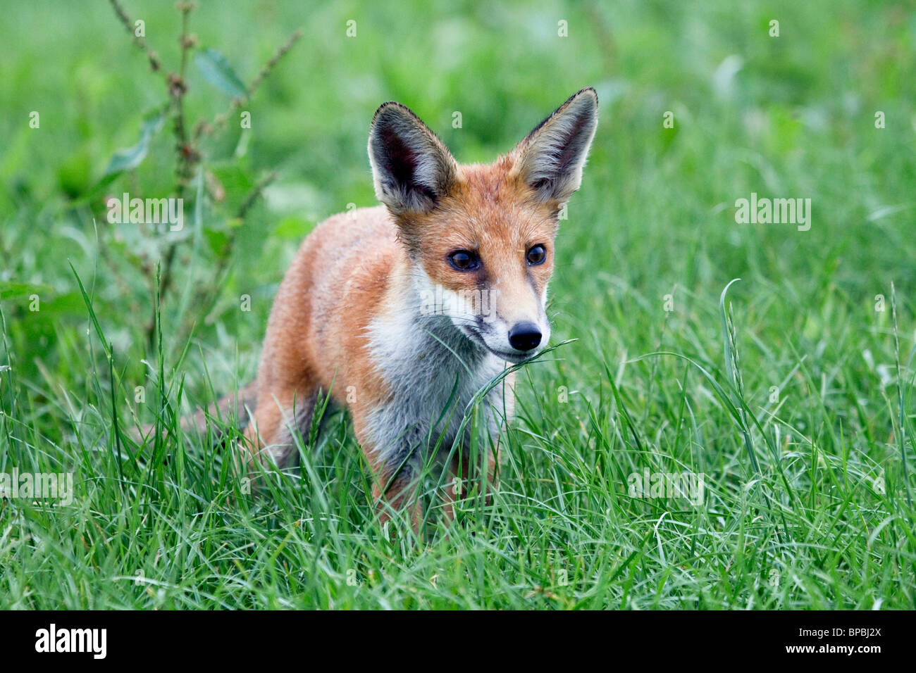 Fox Cub; Vulpes vulpes; male Stock Photo - Alamy