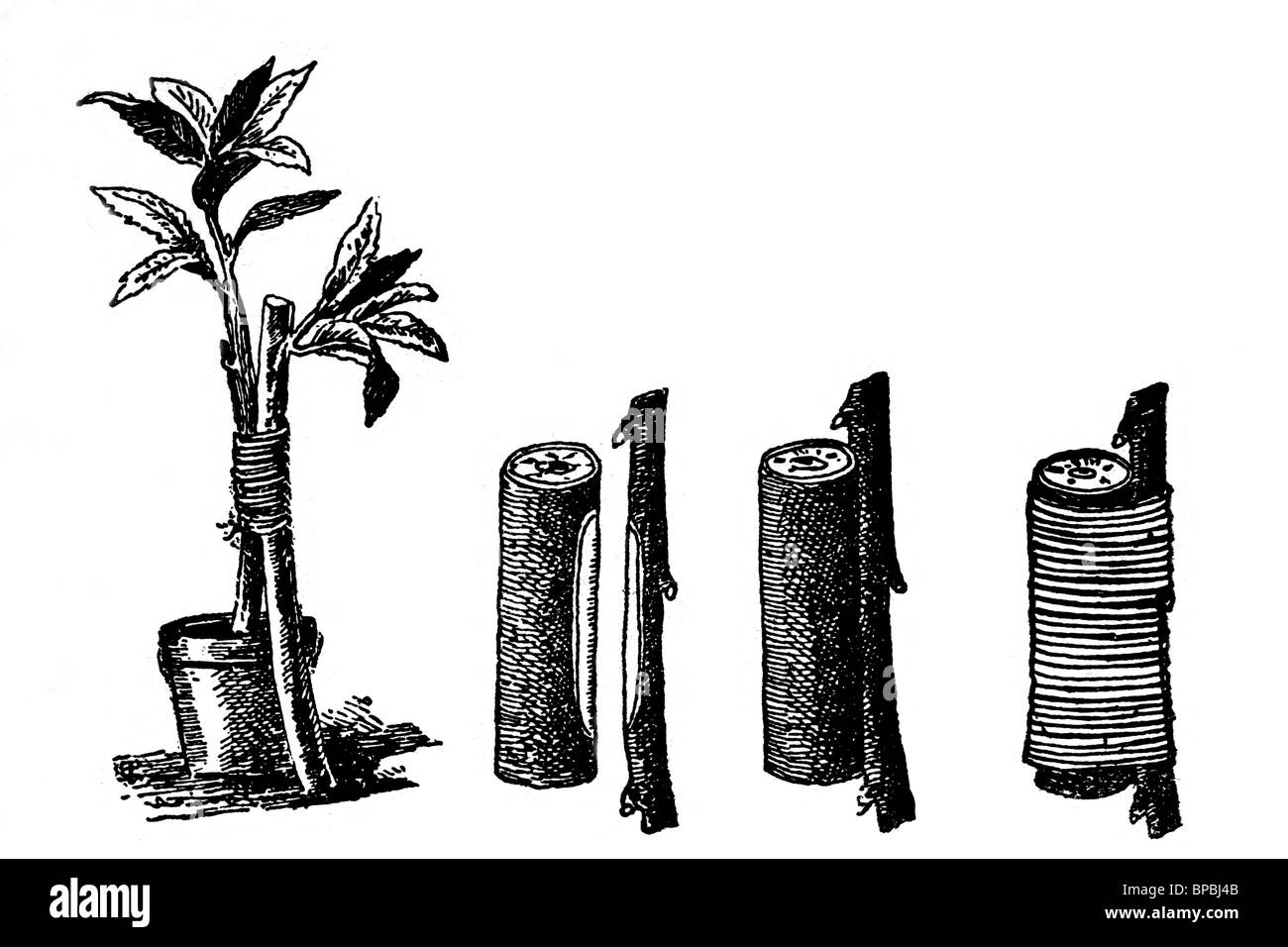 Grafting Black and White Stock Photos & Images - Alamy