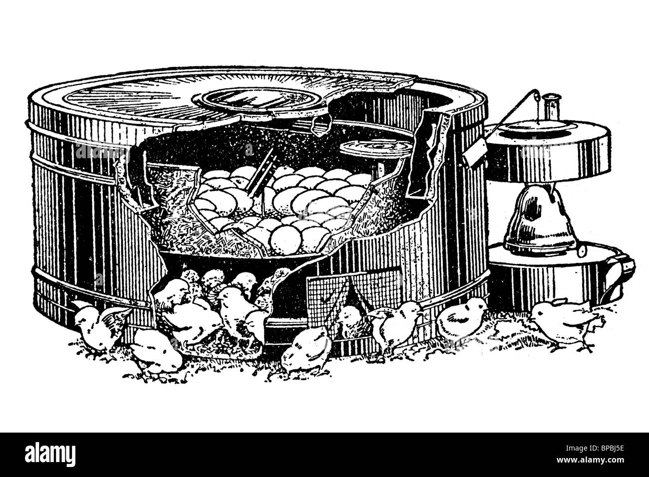 Chicken Eggs Hatching Incubator High Resolution Stock Photography and Images - Alamy