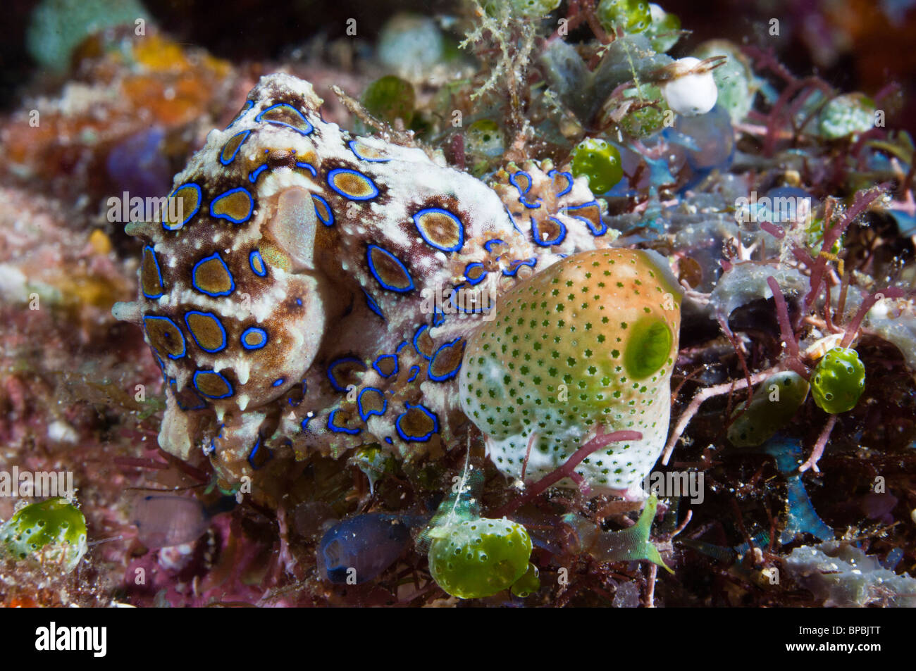 Blue-ringed octopus, Ambon, Maluku, Indonesia Stock Photo - Alamy