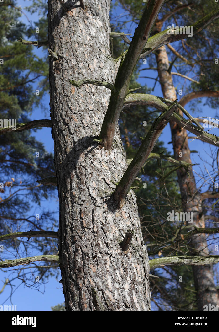 old pine tree Stock Photo - Alamy