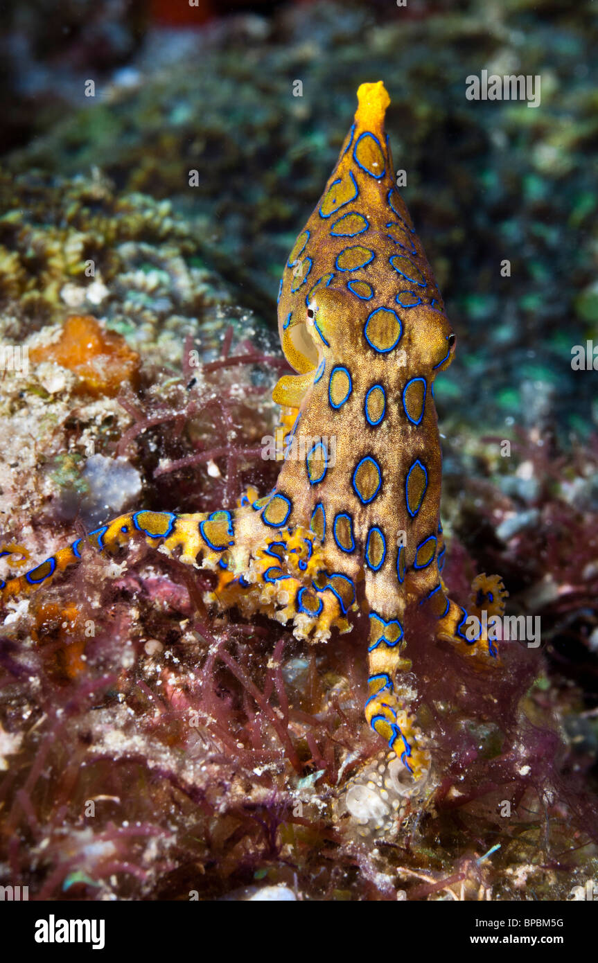 Blue-ringed octopus, Ambon, Maluku, Indonesia Stock Photo - Alamy