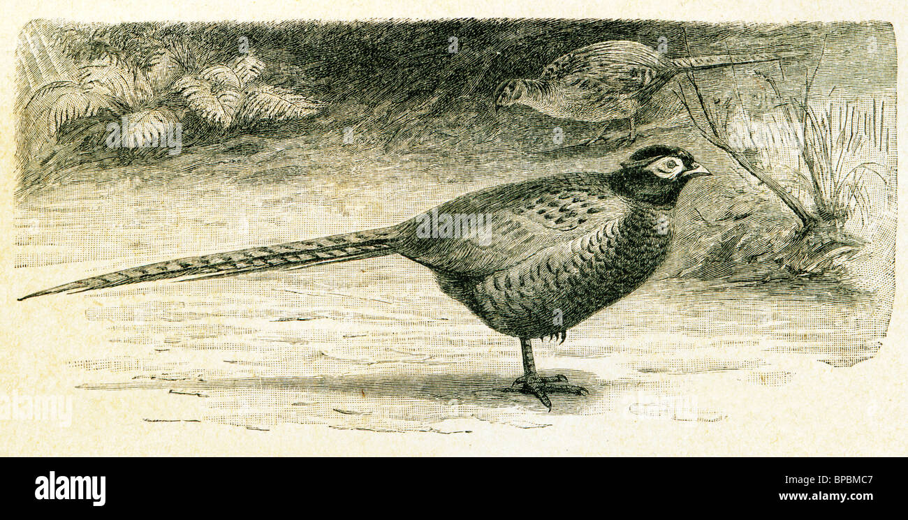 Common Pheasant - Phasianus colchicus. Antique engraving end of 19 ...