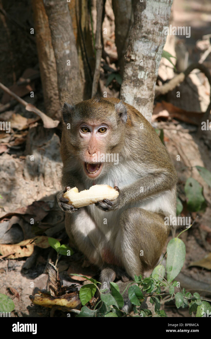 Monkey at the Angkor complex in Cambodia Stock Photo - Alamy