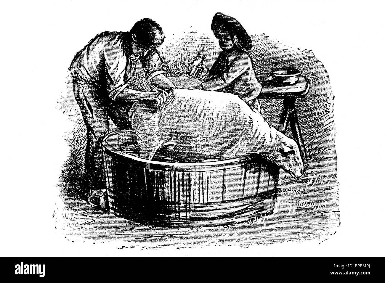 Sheep bath Black and White Stock Photos & Images - Alamy