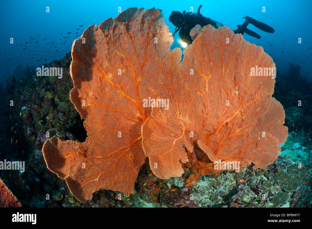 A diver swims past large sea fans, Pulau Weh, Sumatra, Indonesia Stock ...