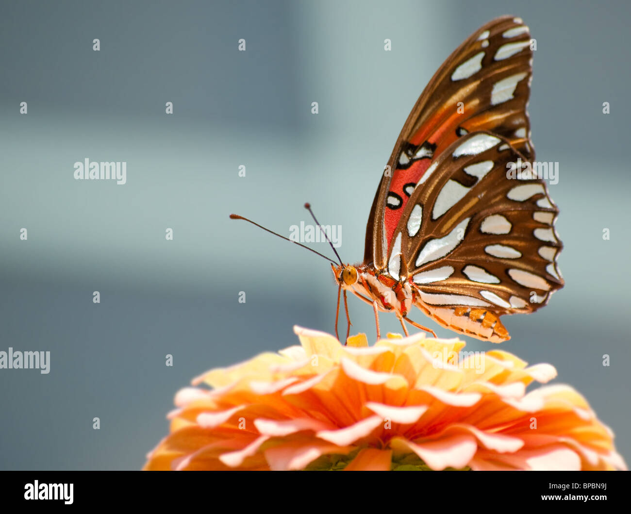 Gulf Fritillary butterfly feeding Stock Photo - Alamy