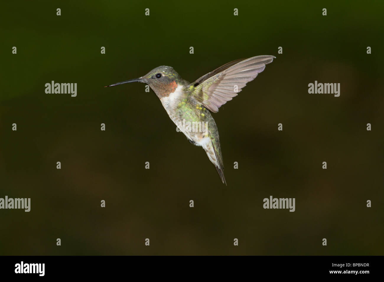 Flying male of ruby-throated hummingbird Stock Photo - Alamy