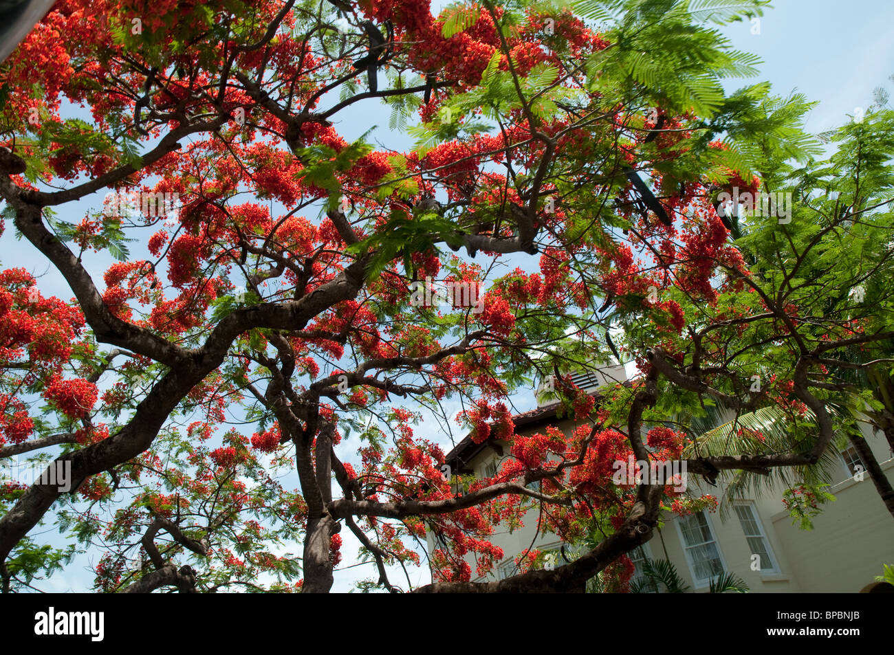 Royal Poinciana Tree in the old town at Key West in the Florida Keys in ...